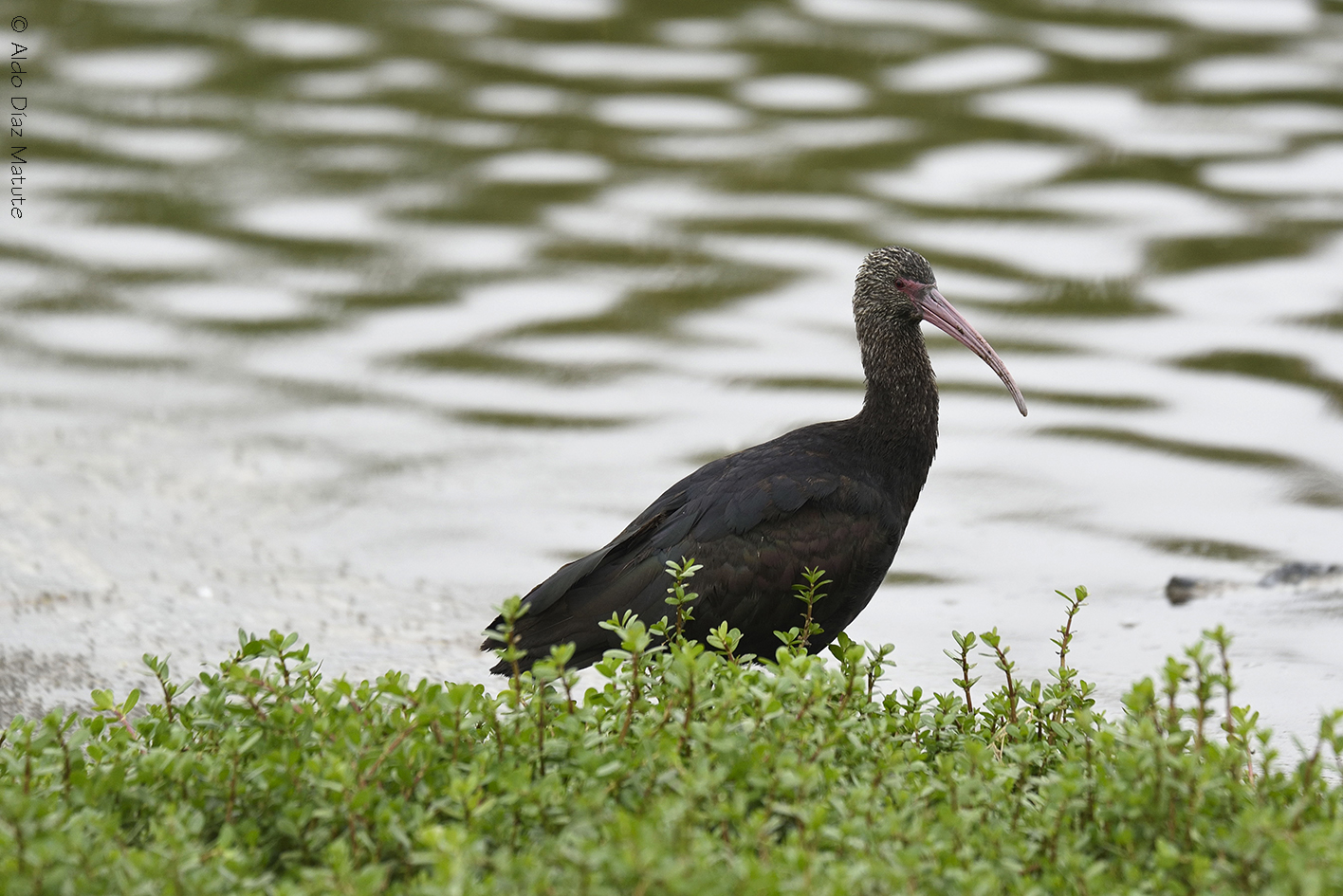 Plegadis ridgwayi Imagen & Foto | animales, aves, pantanos de villa ...