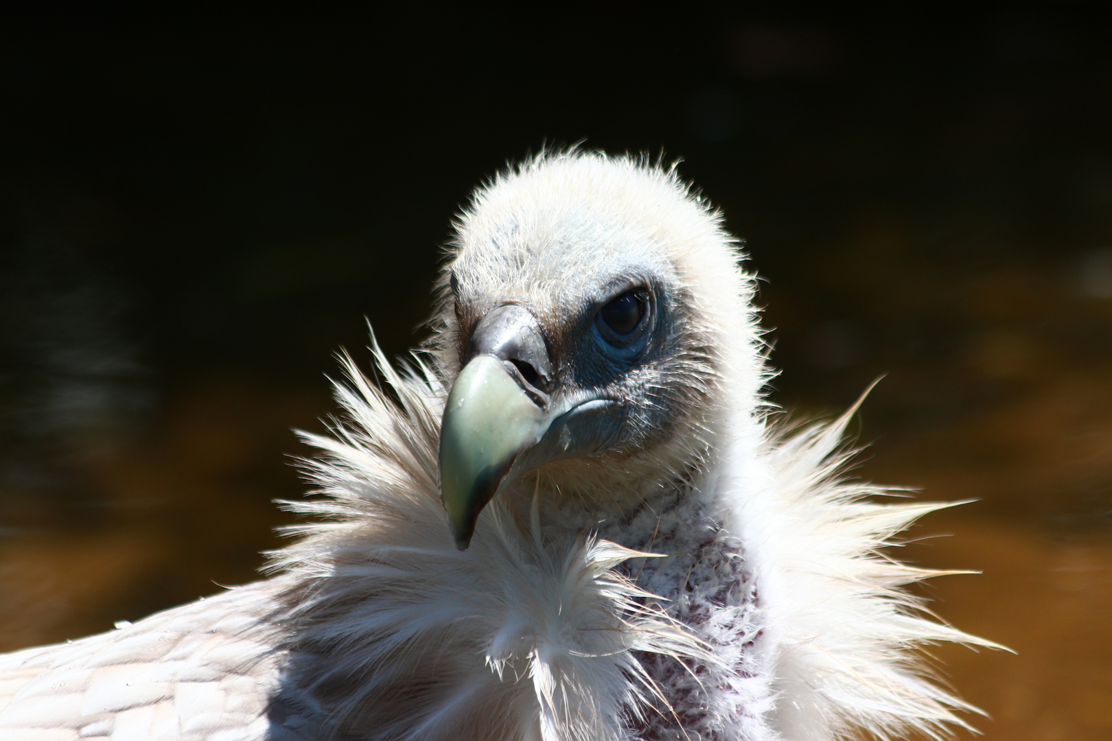 Pleitegeier am 2. Januar ´20 Foto & Bild | tiere, zoo, wildpark ...