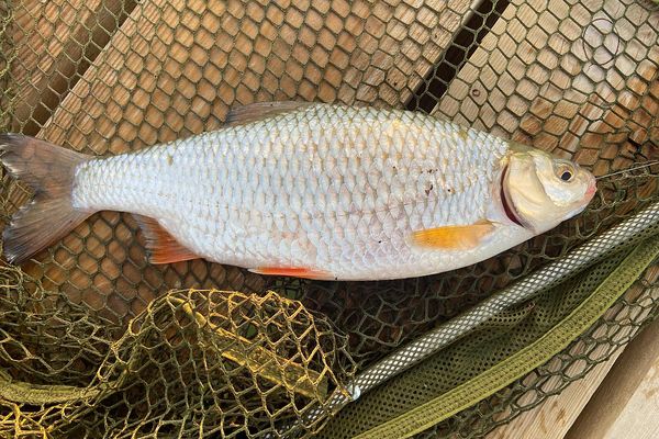 Fische Bilder & Fotos