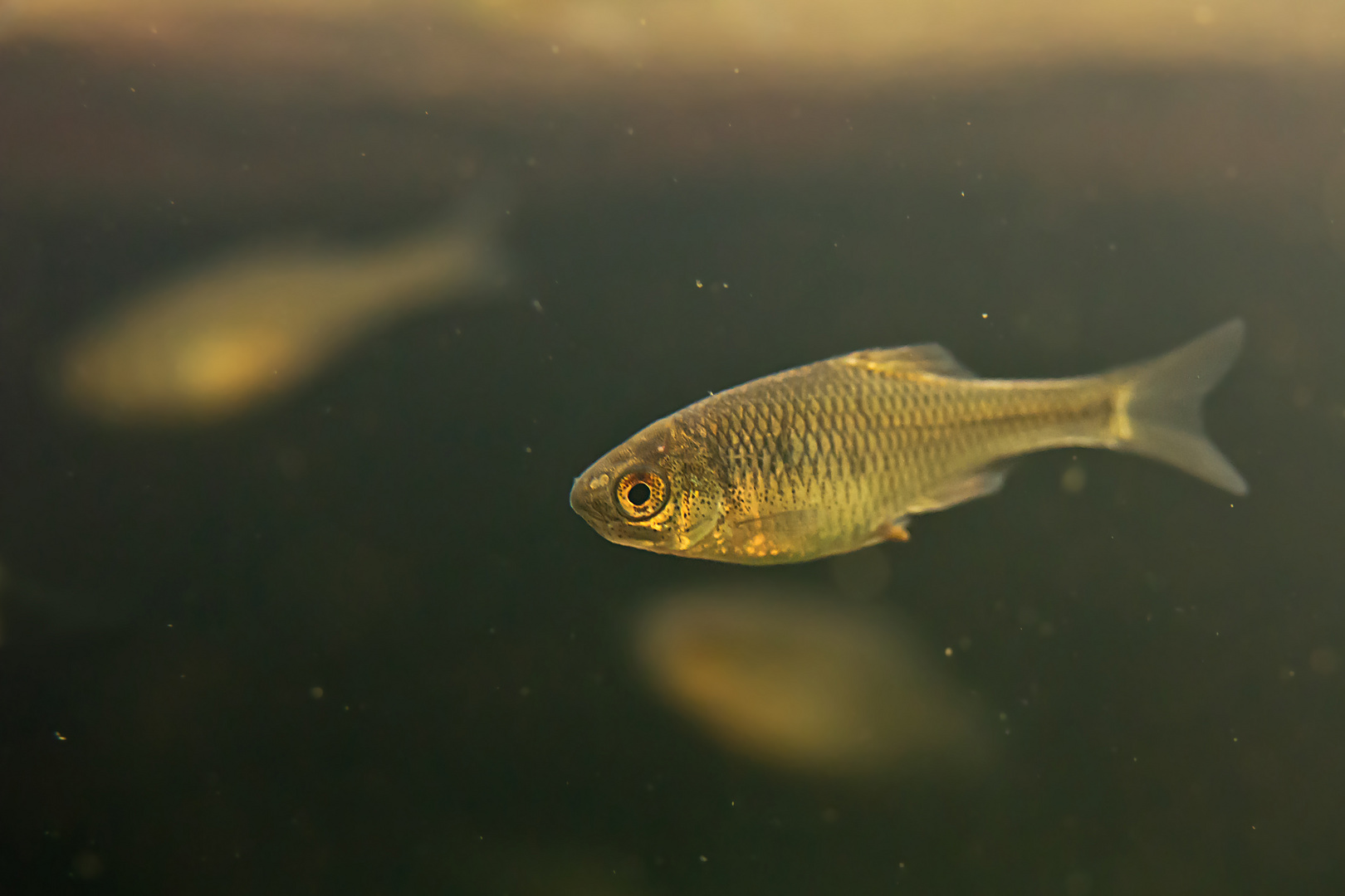 Plötze Foto & Bild | tiere, wildlife, fische Bilder auf fotocommunity