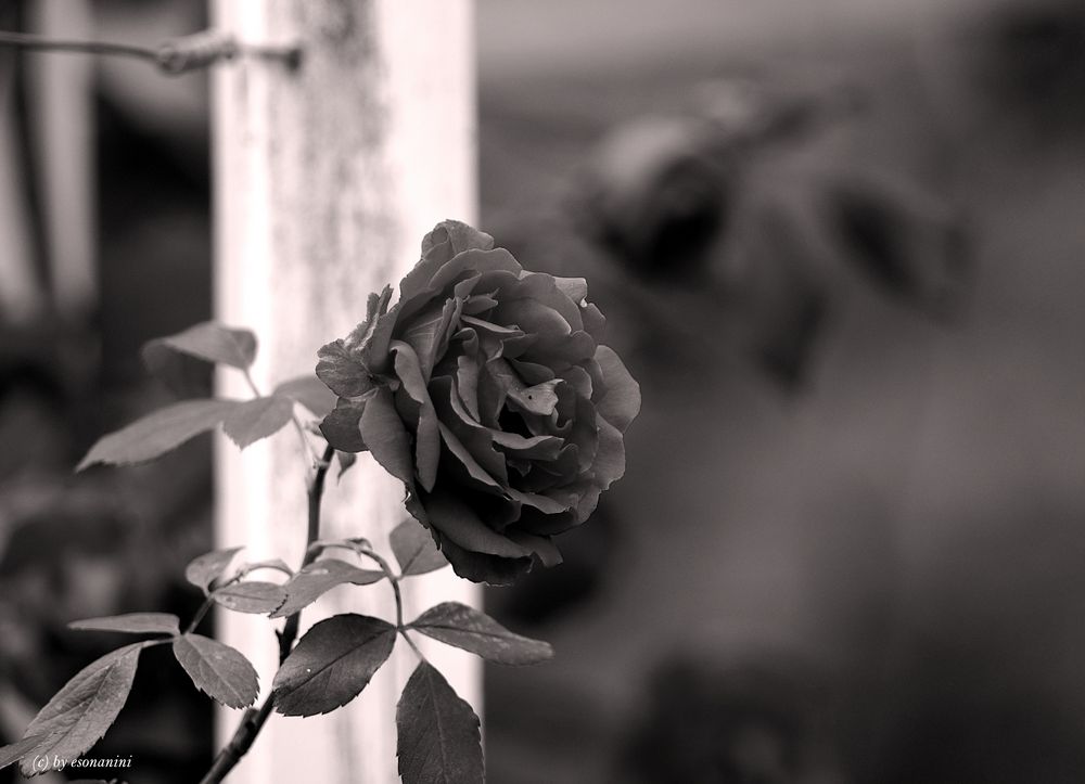 Plötzlich..... Foto & Bild | spezial, trauer, tod Bilder auf fotocommunity