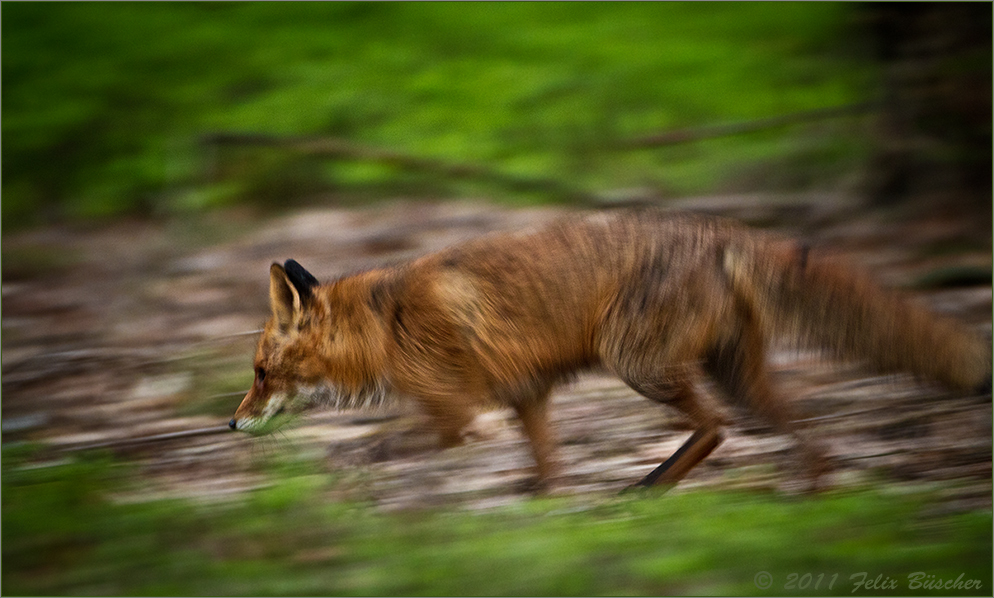 Plötzlich lief der Fuchs vor meine Füße und ... Foto & Bild | tiere ...