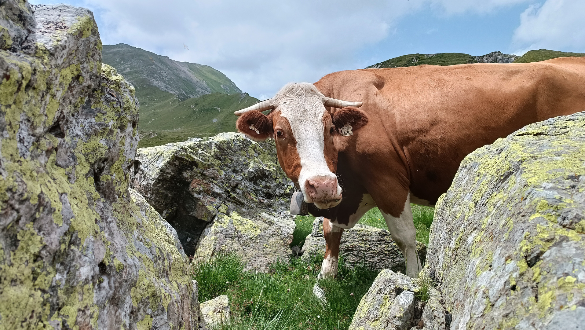 Plötzlich war sie da, die Kuh Elsa ! ;-)) Foto & Bild | landschaft ...