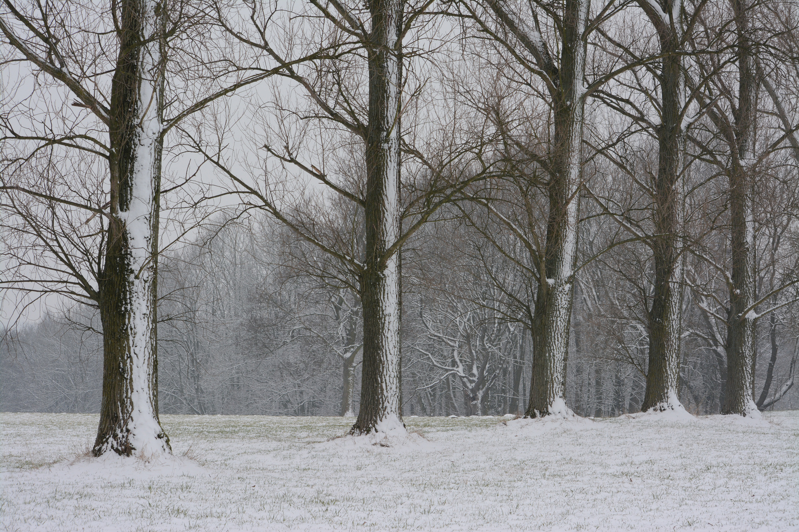 Plötzlich war wieder alles weiß Foto & Bild | jahreszeiten, winter ...
