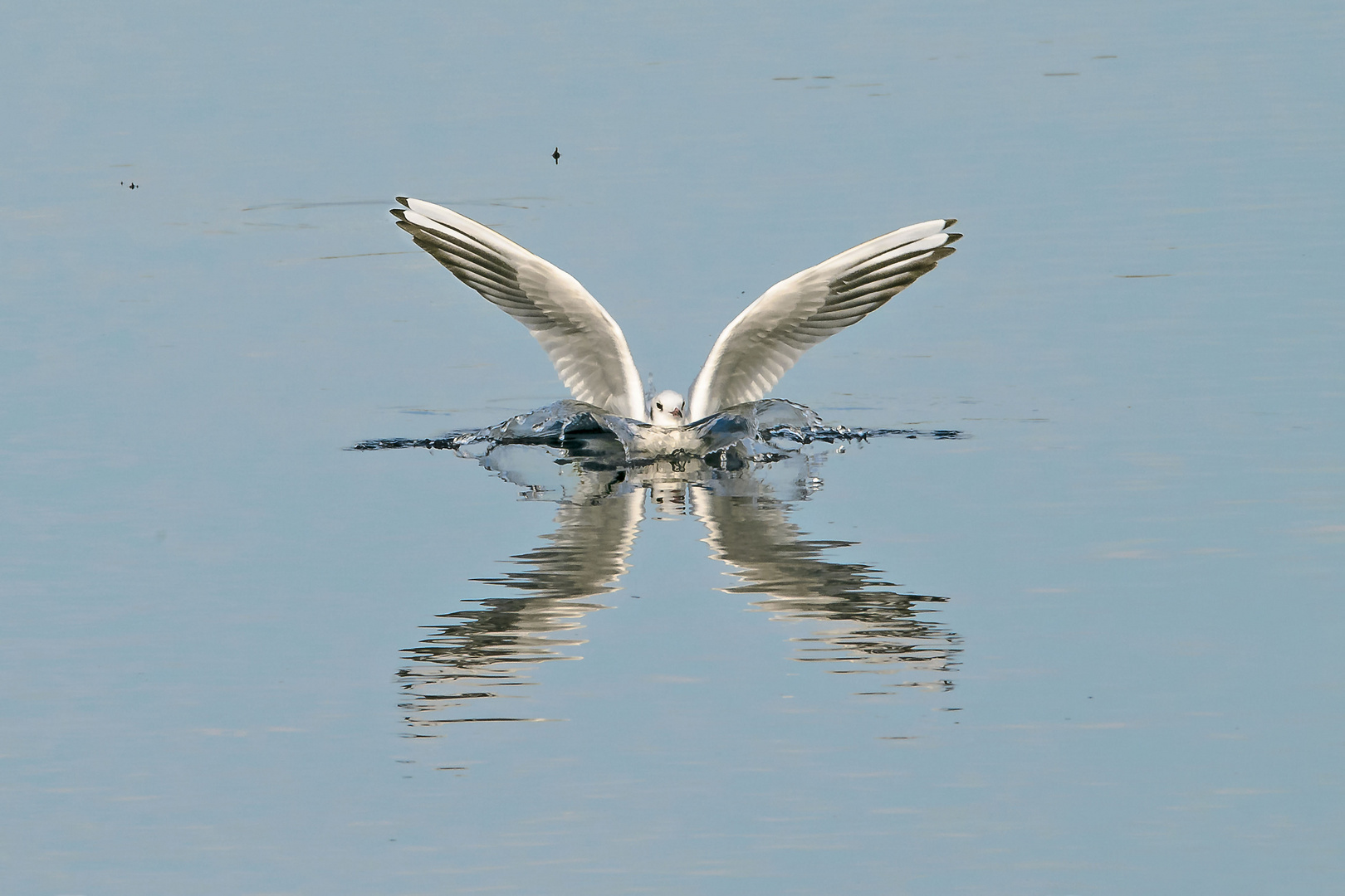 Plouf photo et image | animaux, animaux sauvages, oiseaux Images ...
