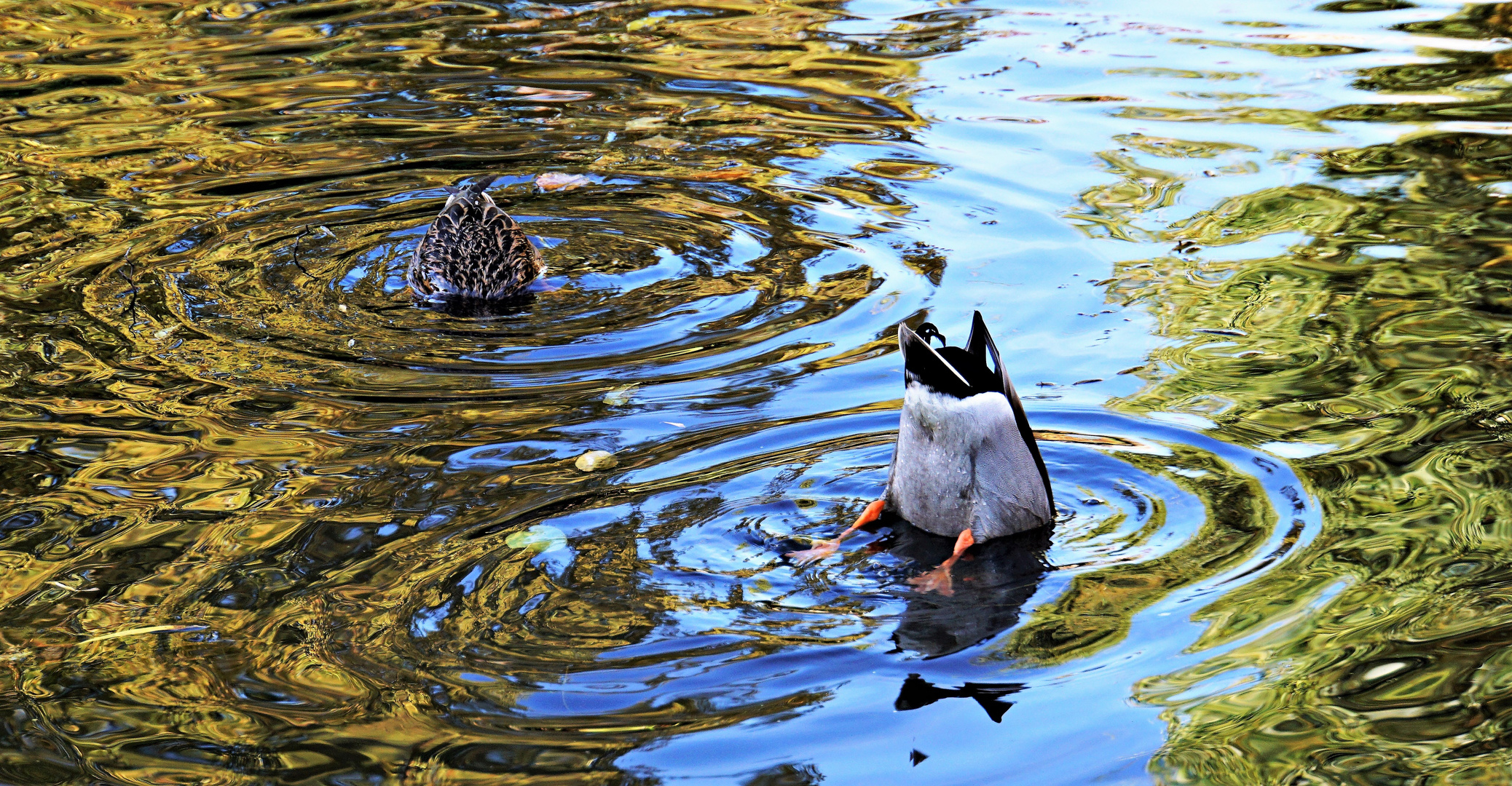 Plouf ! ....... C'est fait !!! photo et image | animaux, photos ...