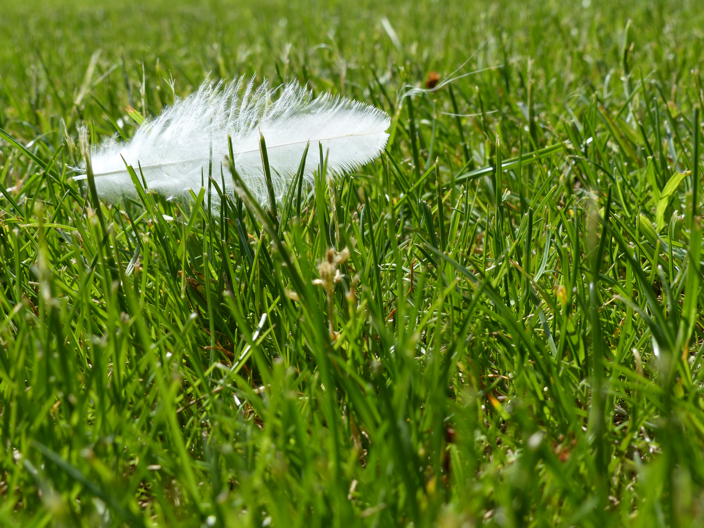 Plume photo et image | nature, macro, oiseaux Images fotocommunity