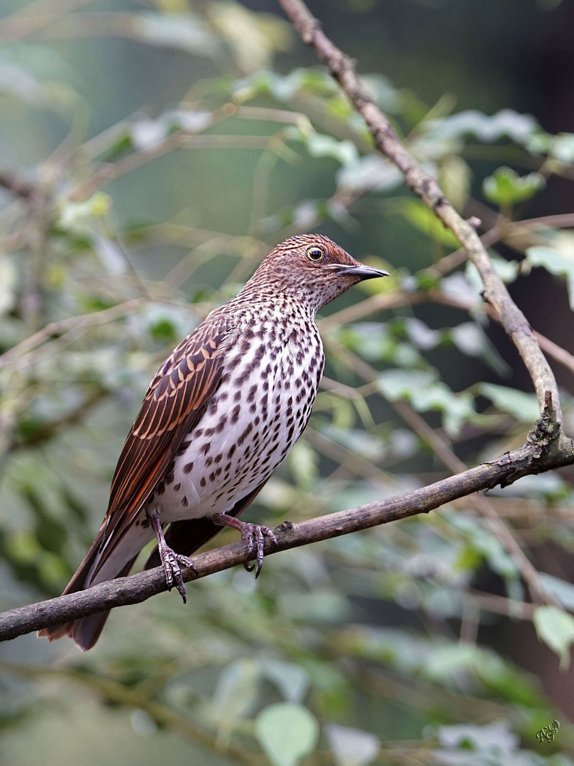 plumes .... photo et image | animaux, zoo et animaux en captivité ...