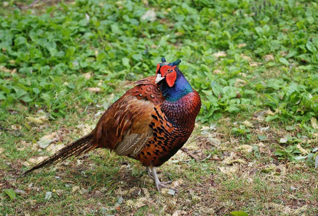 Plumes ....... photo et image | animaux, animaux sauvages, oiseaux ...