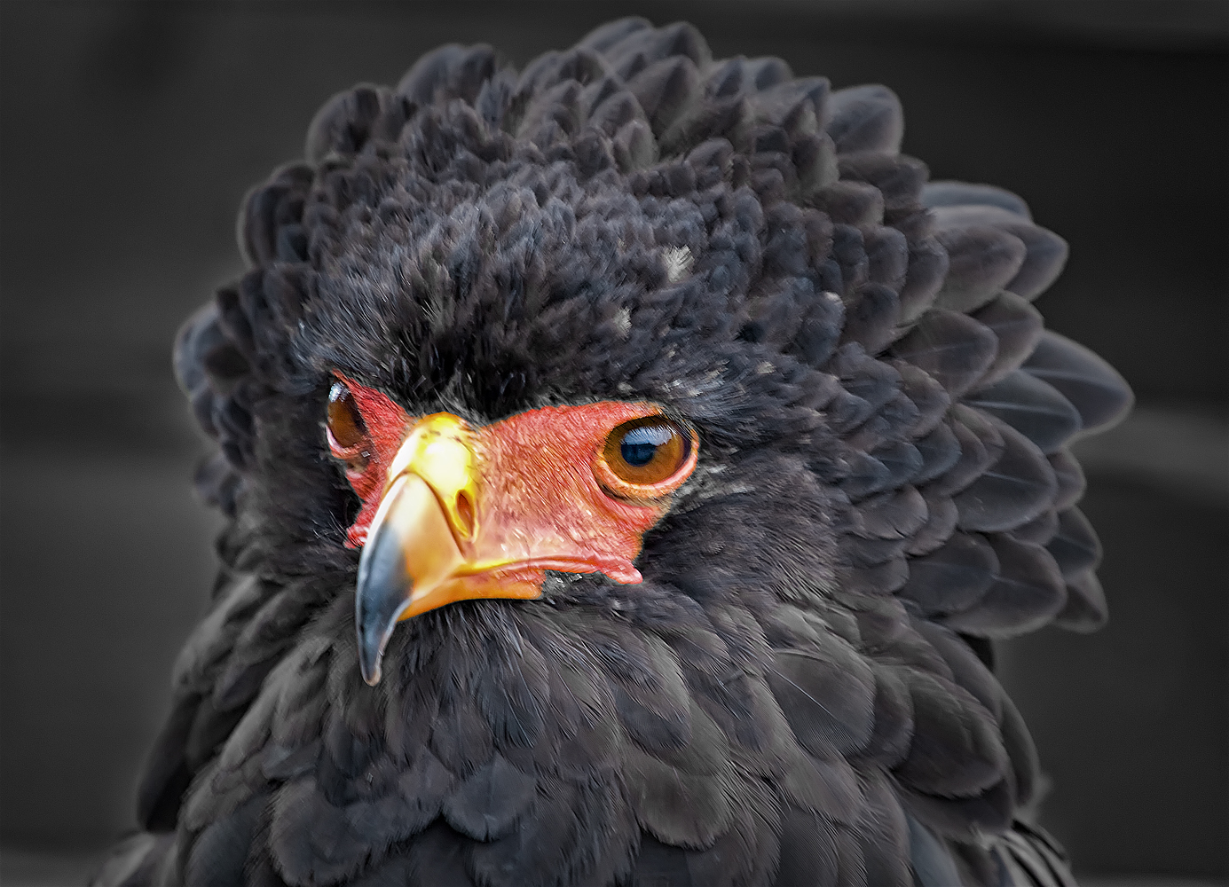 Plustern.... Foto & Bild | tiere, bearbeitungs - techniken, filtertechniken Bilder auf fotocommunity