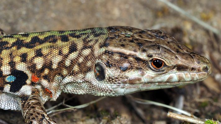 Rettili e anfibi Immagini e foto