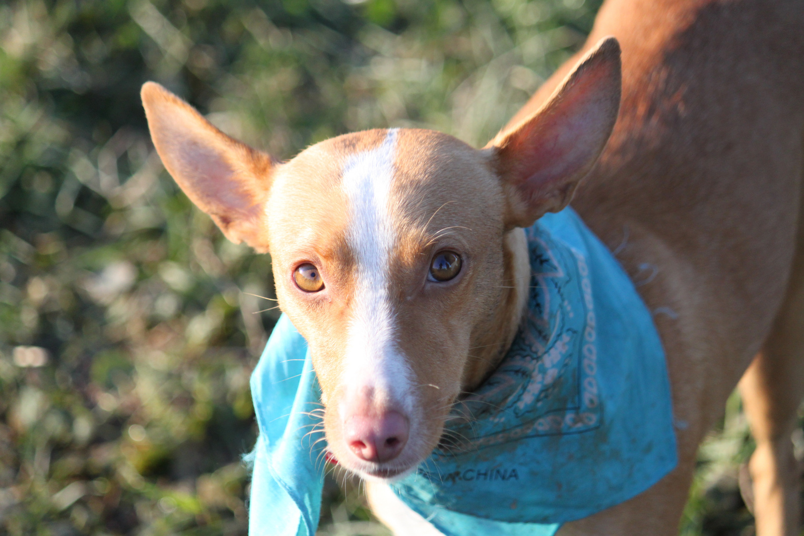 Podenco Andaluz Pequeno AIXA Foto & Bild | tiere, haustiere, hunde ...
