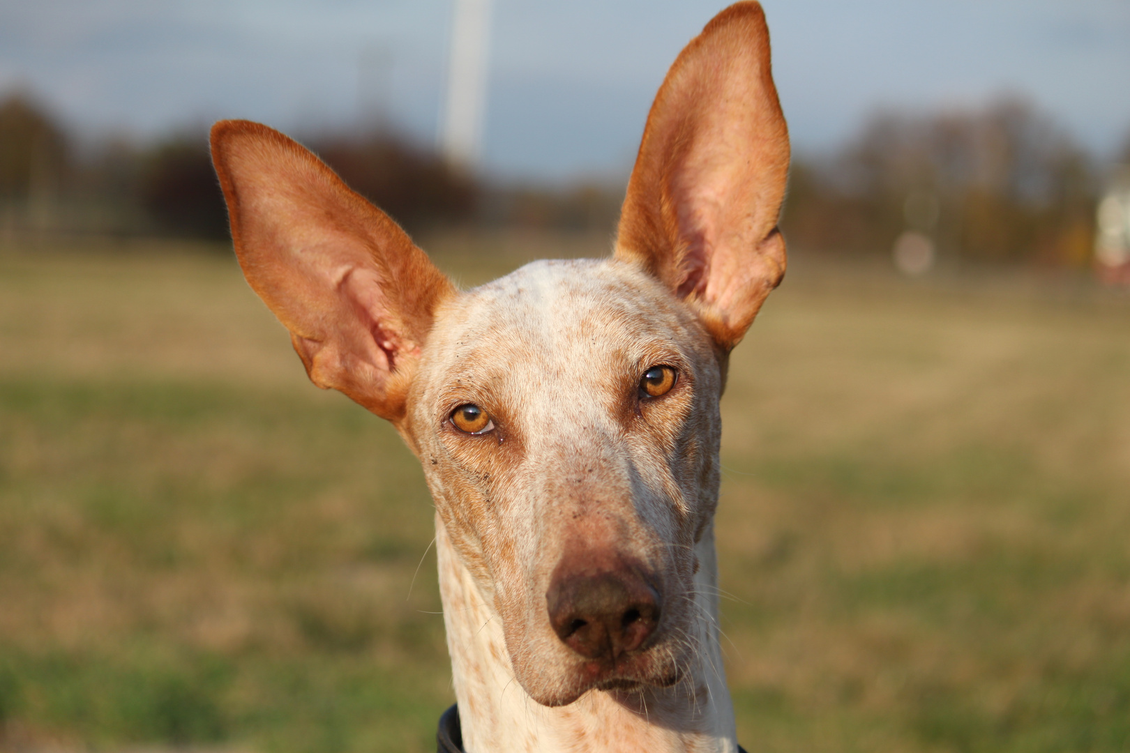 Podenco Canario BENITO Foto & Bild | tiere, haustiere, hunde Bilder auf ...
