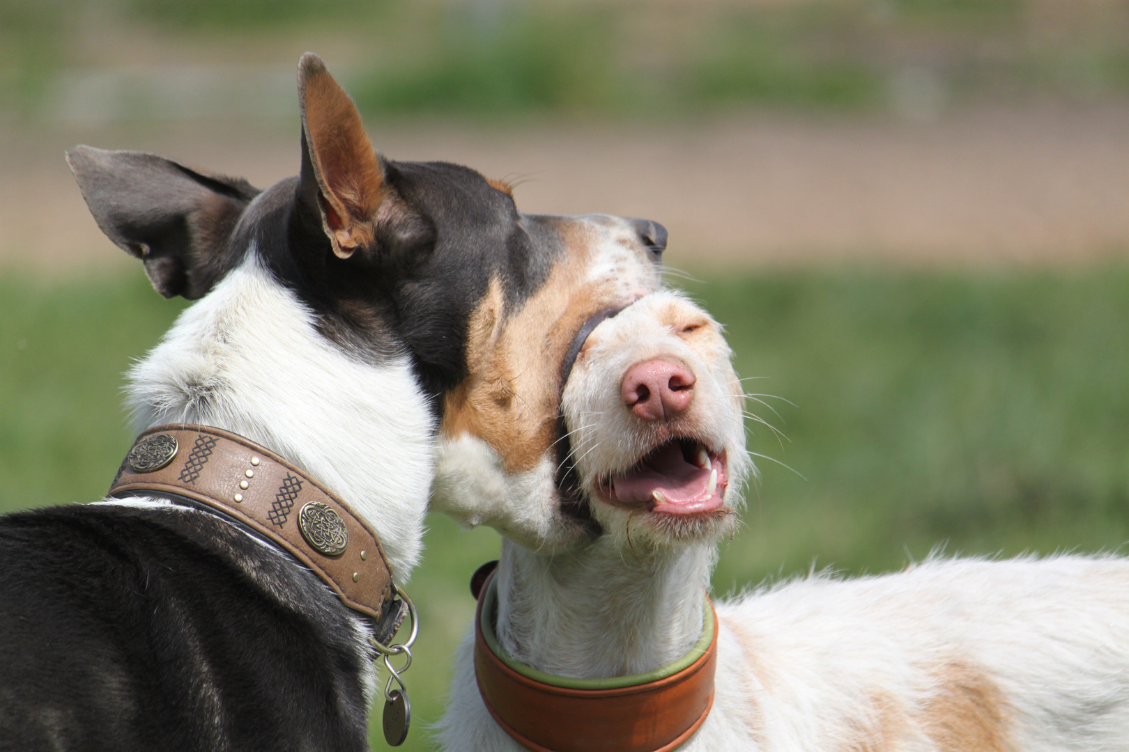 Podenco Ibicenco - Pastor Mallorquin - Mix DIEGO hat Podenco Canario ...