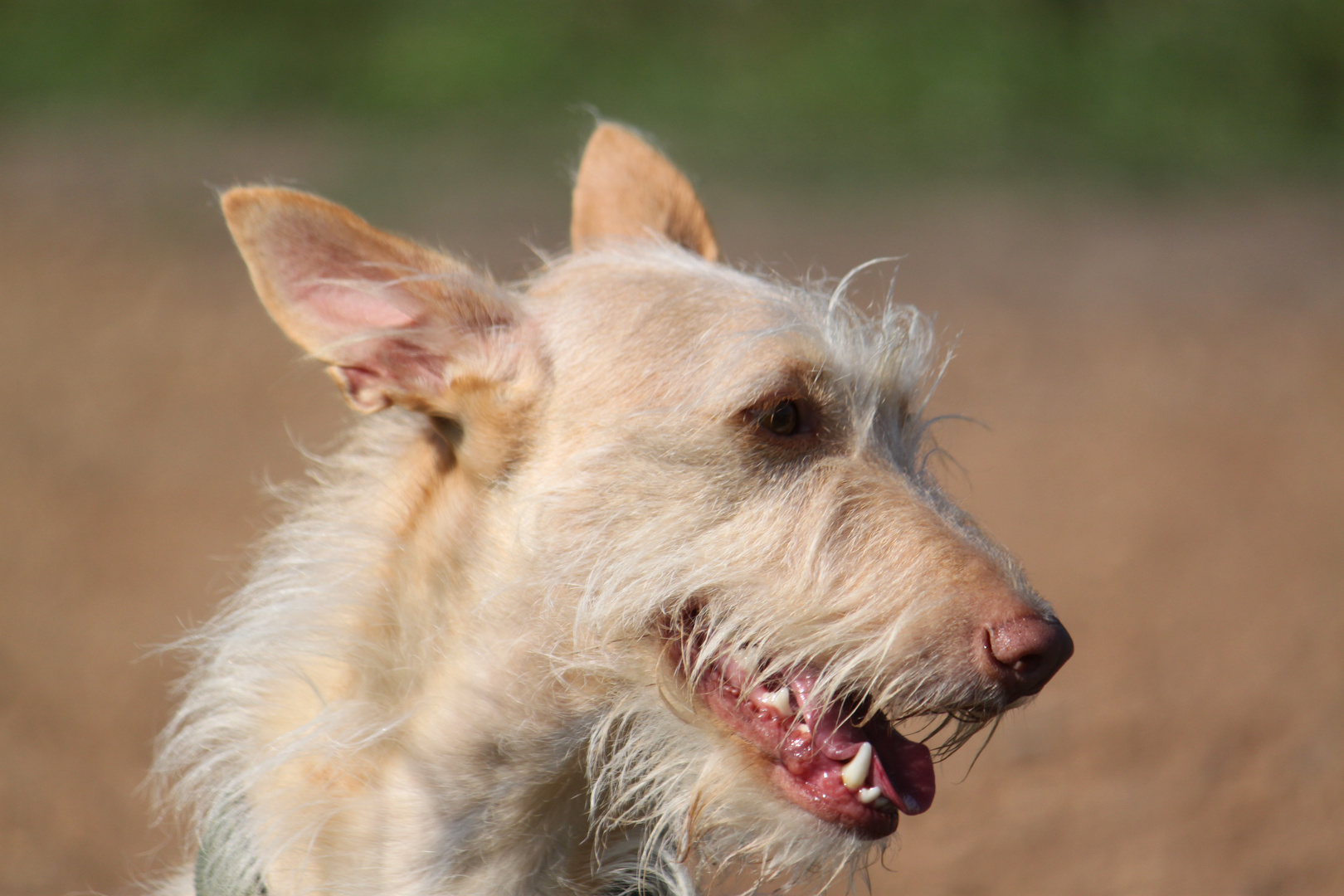 Podengo Portugues Medio SOLO Foto & Bild | tiere, haustiere, hunde ...