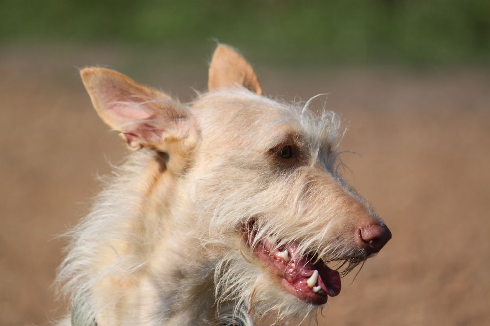 Podengo Portugues Medio SOLO Foto & Bild | tiere, haustiere, hunde ...