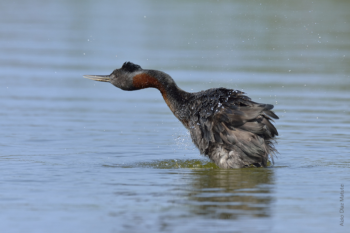 Podiceps major Imagen & Foto | animales, aves, albufera medio mundo ...