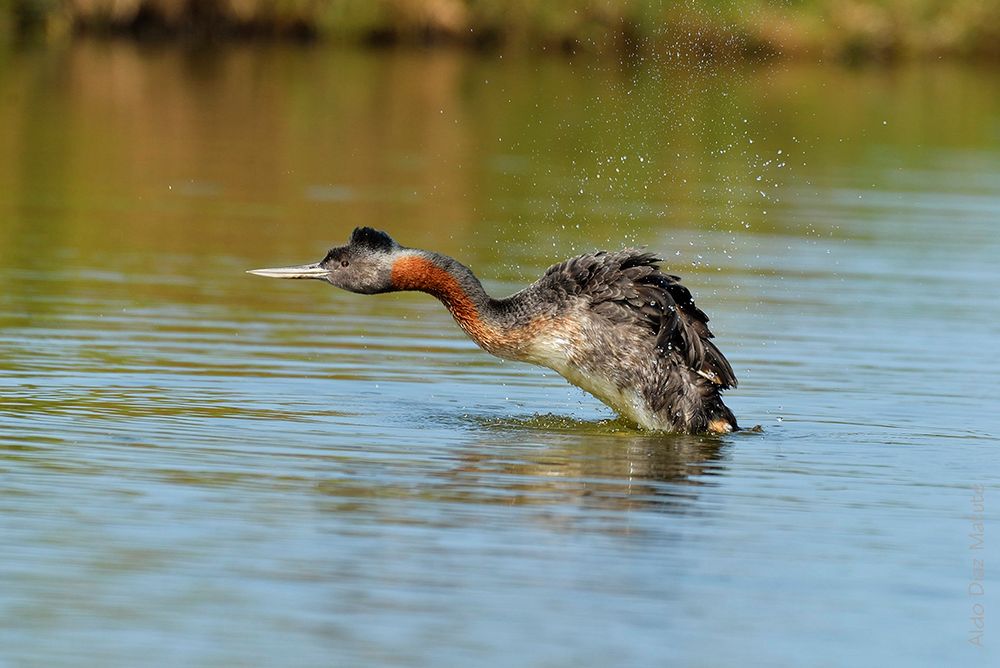 Podiceps major Imagen & Foto | animales, aves, albufera medio mundo ...