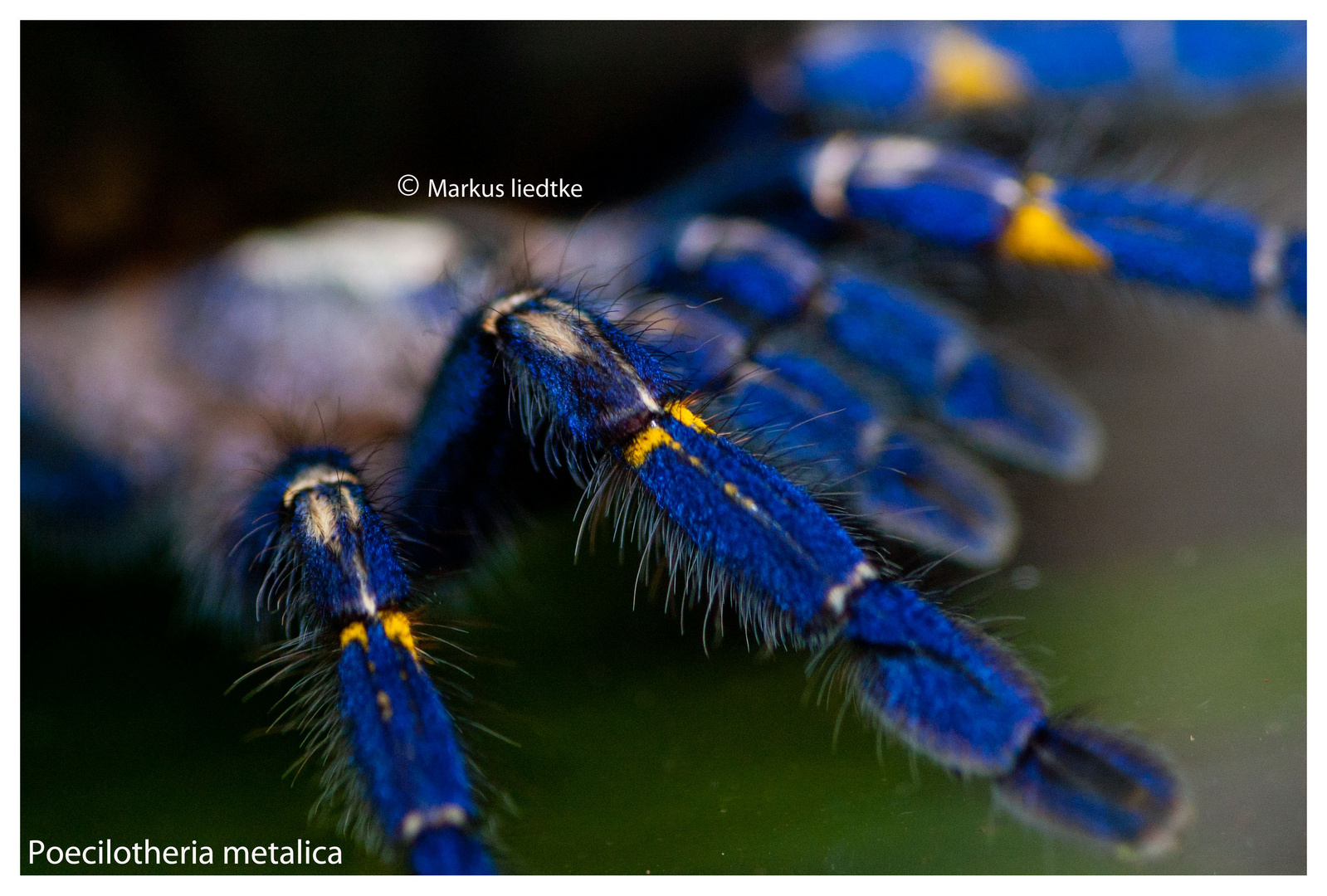 Poecilotheria metallica Foto & Bild | tiere, haustiere, terraristik ...