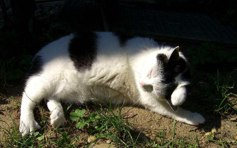 Pörli putzt sich Foto & Bild | tiere, haustiere, katzen Bilder auf ...