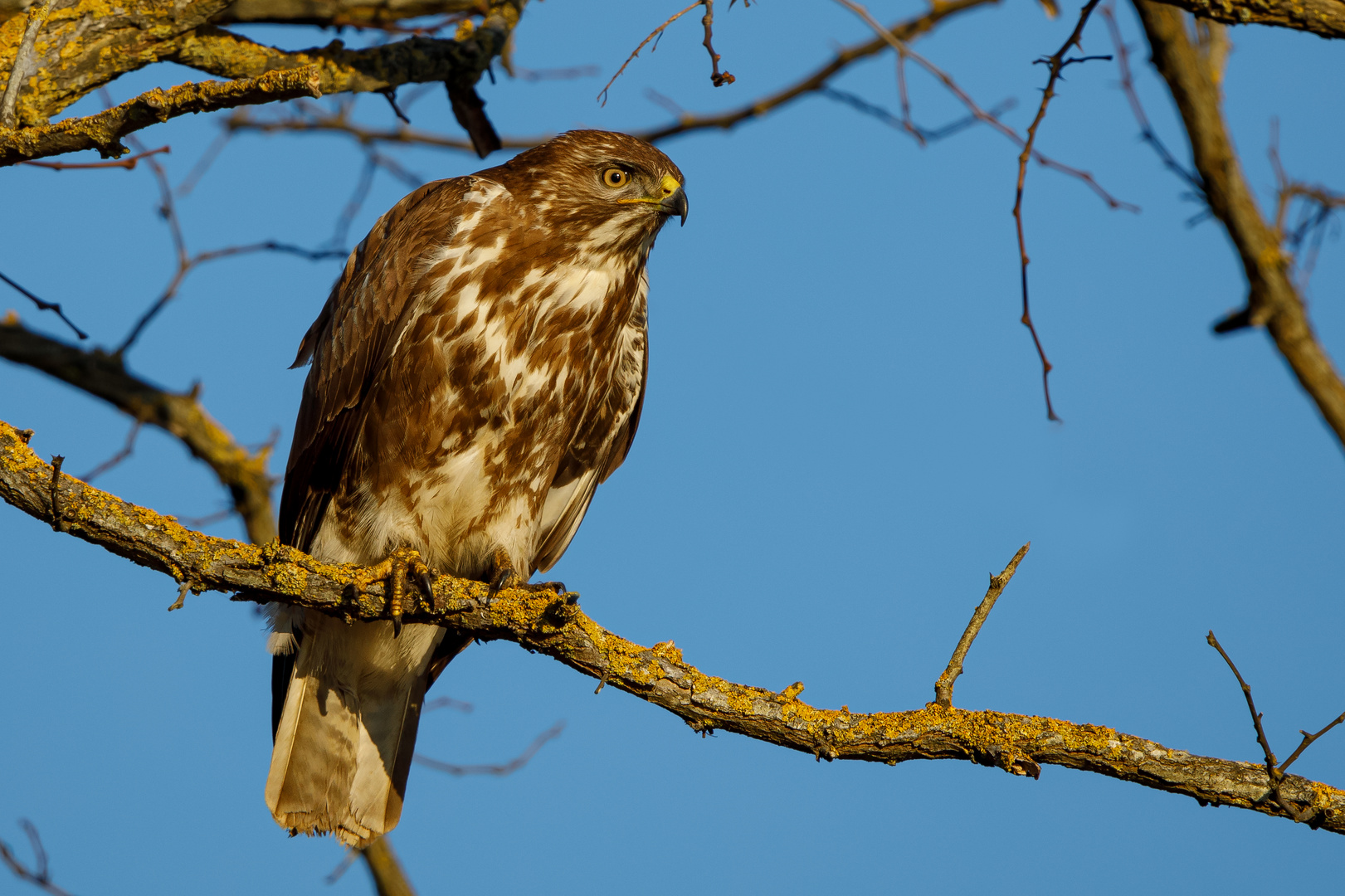 poiana Foto % Immagini| animali, italy, campagna Foto su fotocommunity