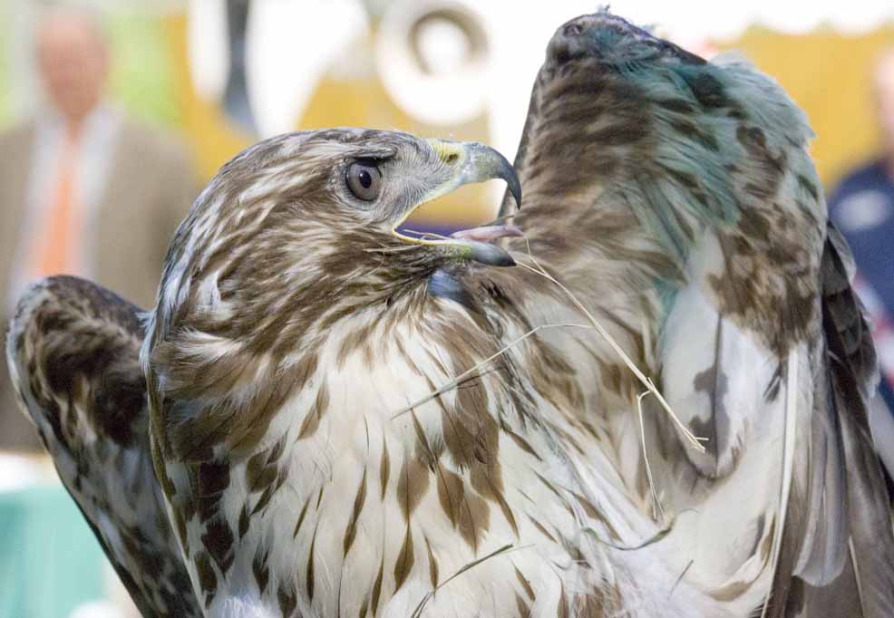 Poiana Foto % Immagini| animali, animali allo stato libero, natura Foto ...