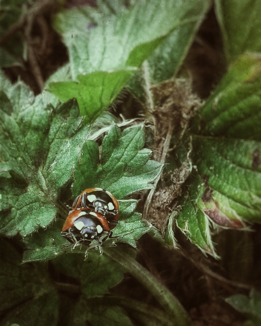 Point noir photo et image | animaux, animaux sauvages, bovidés à l'état ...