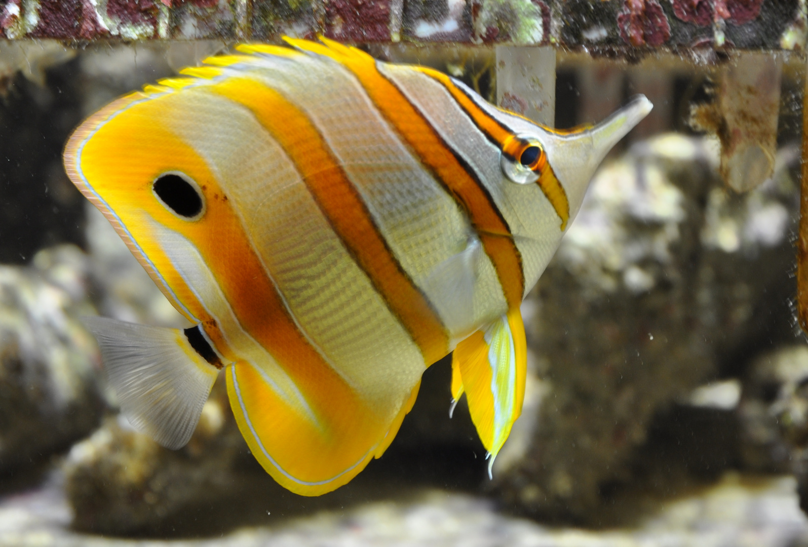 Poisson Chirurgien Photo Et Image Images Sous Marines Nature Images Fotocommunity