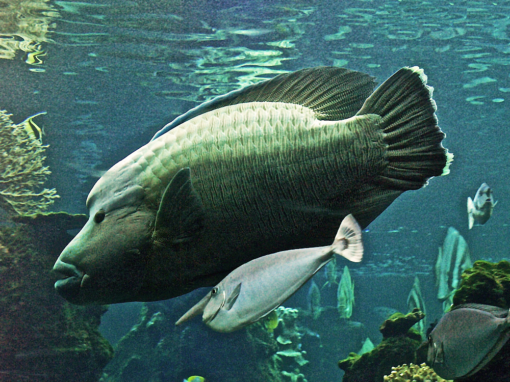 Poisson Napoléon accompagné d’un poisson licorne - Aquarium des lagons ...