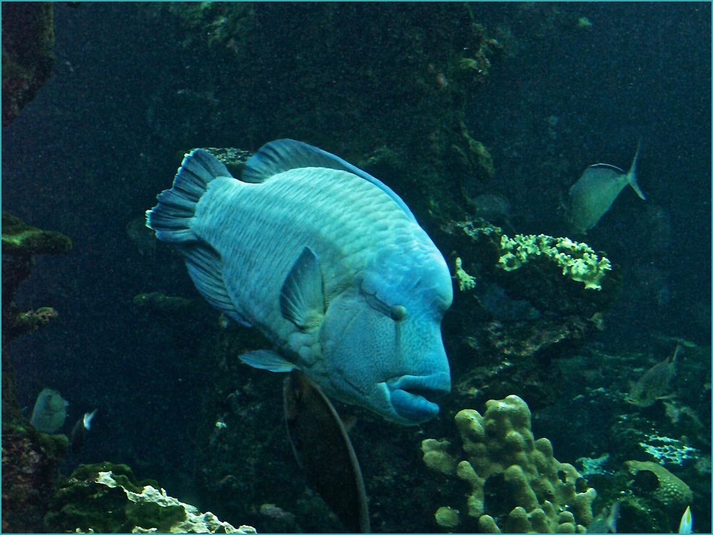 Poisson Napoléon… photo et image | blau, animaux, tiere Images ...