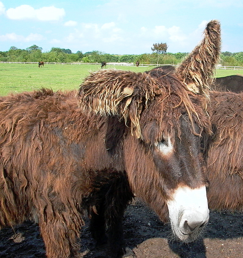 Poitou-Esel Foto & Bild | natur, pferde, tiere Bilder auf fotocommunity