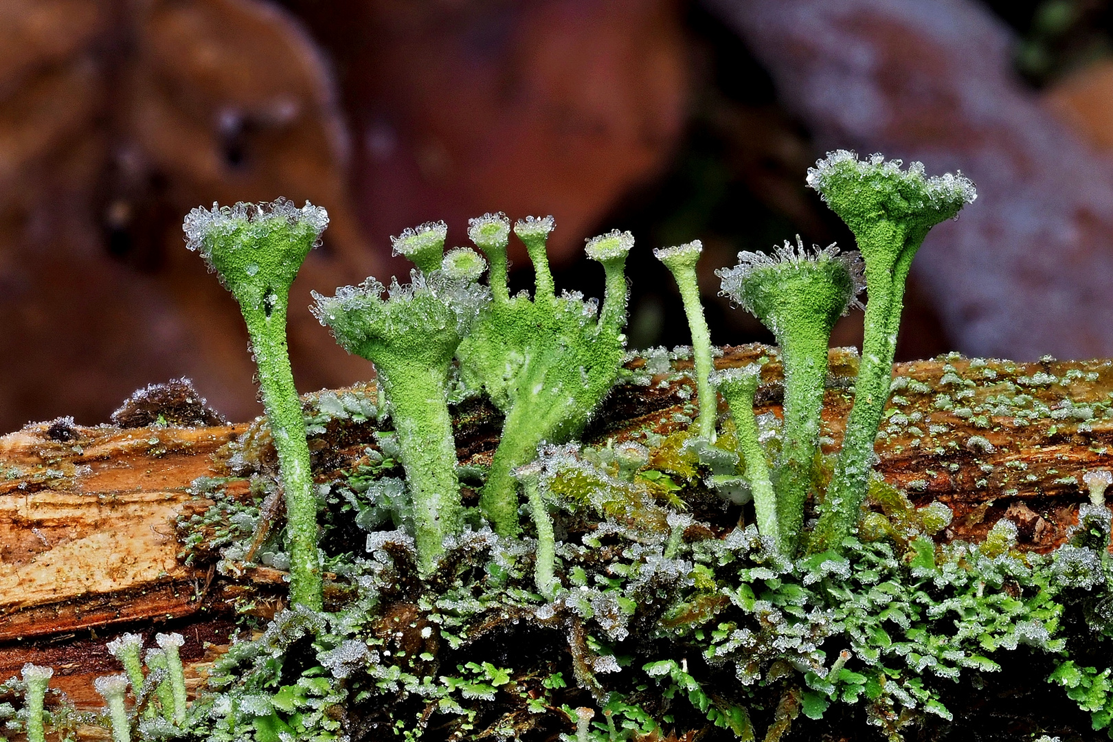 Pokal-Becherflechte (Cladonia fimbriata) Foto & Bild | pflanzen, pilze & flechten, pilze ...