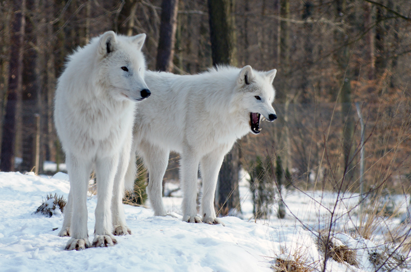 Polar Wölfe 1 Foto & Bild | tiere, zoo, wildpark & falknerei, natur ...