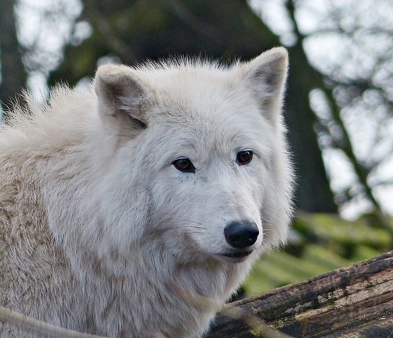 Polar-Wolf Foto & Bild | tiere, zoo, wildpark & falknerei, säugetiere ...