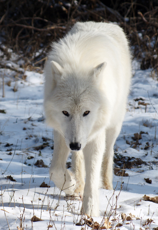 Polar Wolf Foto & Bild | tiere, zoo, wildpark & falknerei, natur Bilder ...