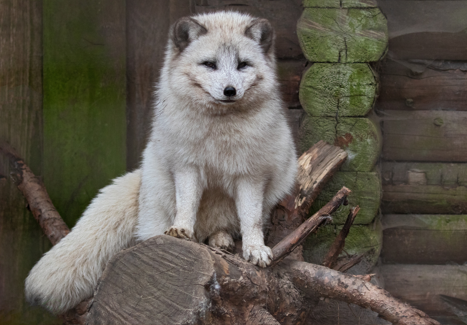 Polarfuchs 001 Foto & Bild | deutschland, europe, niedersachsen Bilder ...
