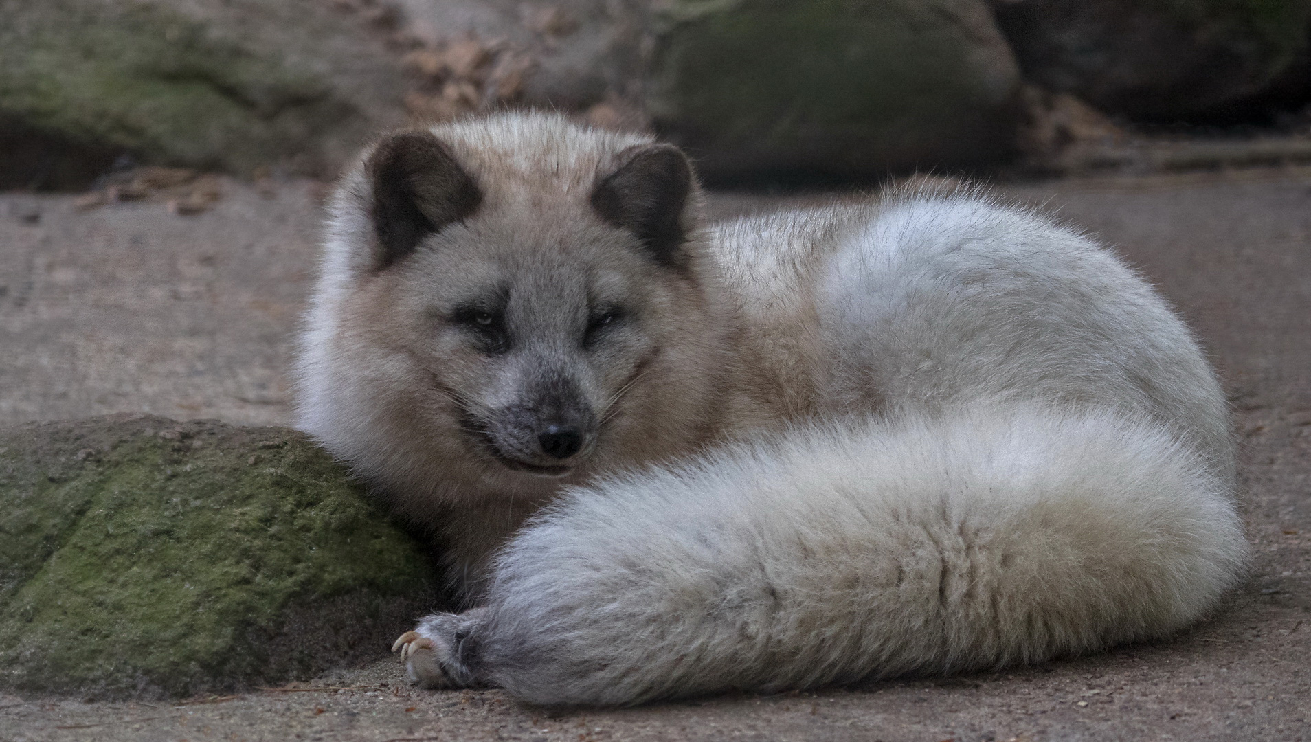 Polarfuchs 001a Foto & Bild | deutschland, europe, niedersachsen Bilder ...
