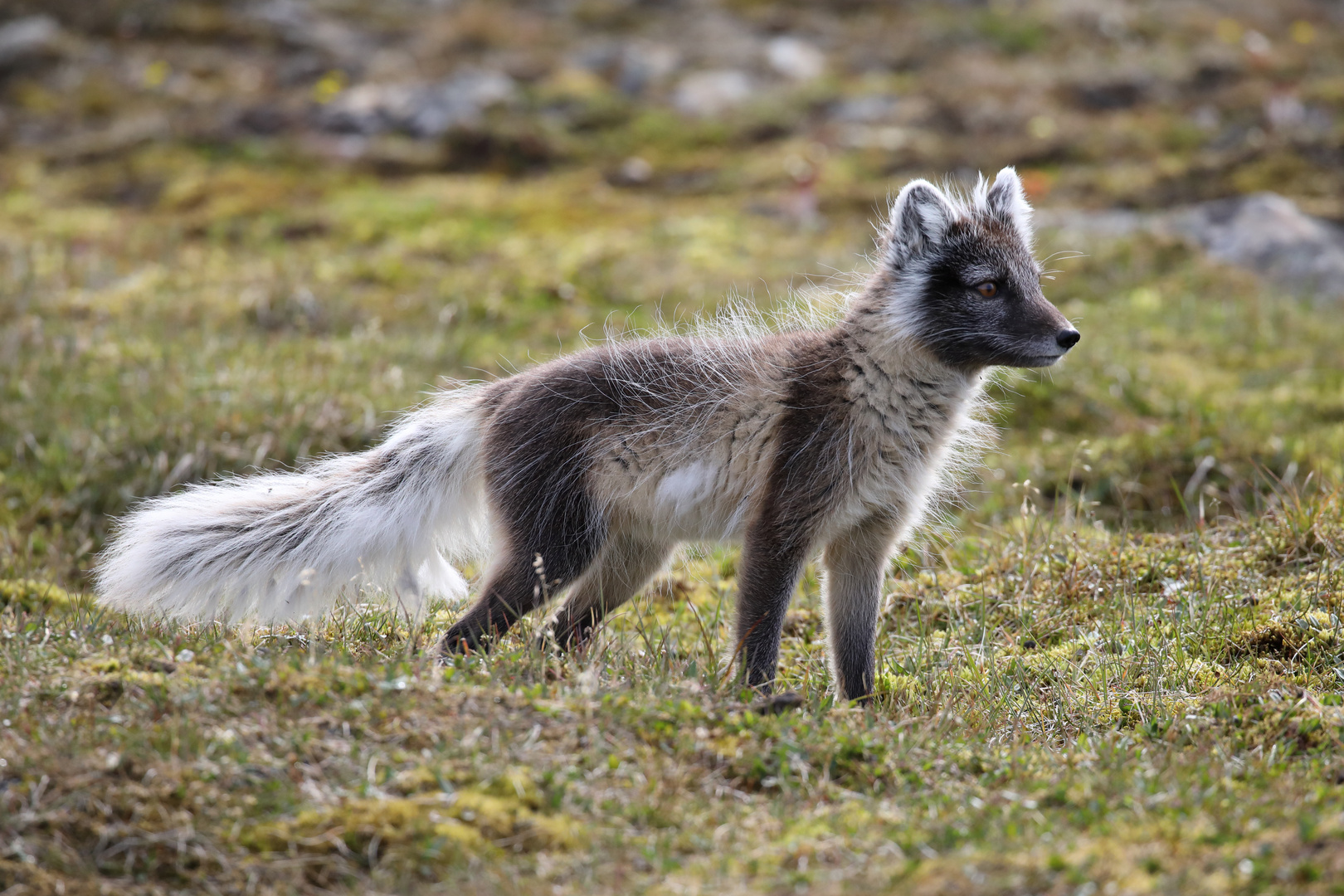 Polarfuchs Im Sommer