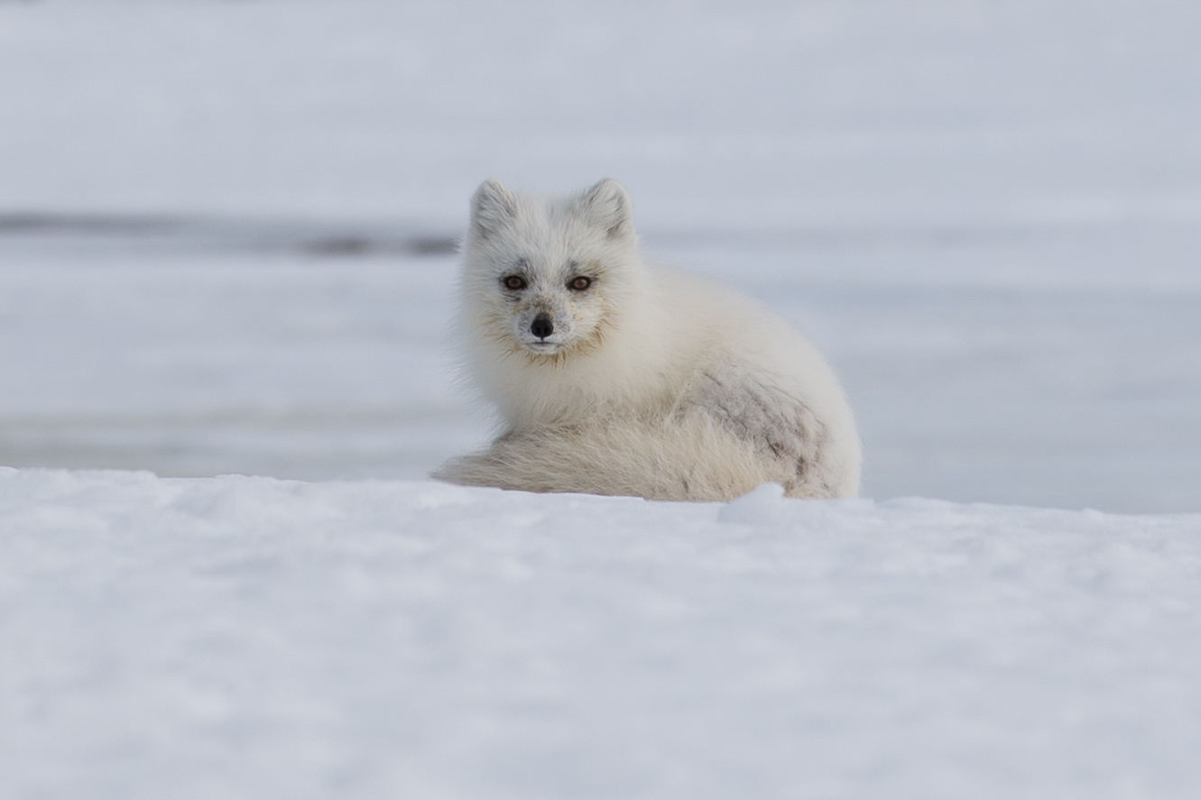 Polarfuchs Foto & Bild | world, natur, norwegen Bilder auf fotocommunity