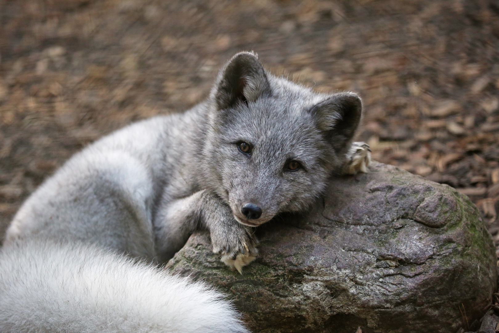 Polarfuchs Foto & Bild | natur, tier, fuchs Bilder auf fotocommunity
