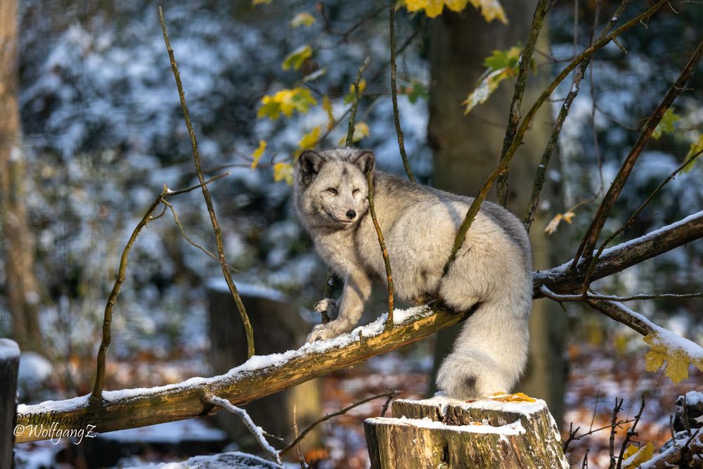 Polarfuchs Foto & Bild | natur, zoo, tiere Bilder auf fotocommunity