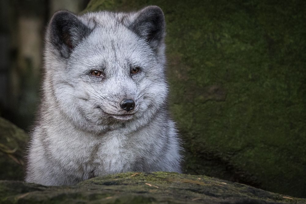 Polarfuchs Foto & Bild | natur, tier, zoo Bilder auf fotocommunity