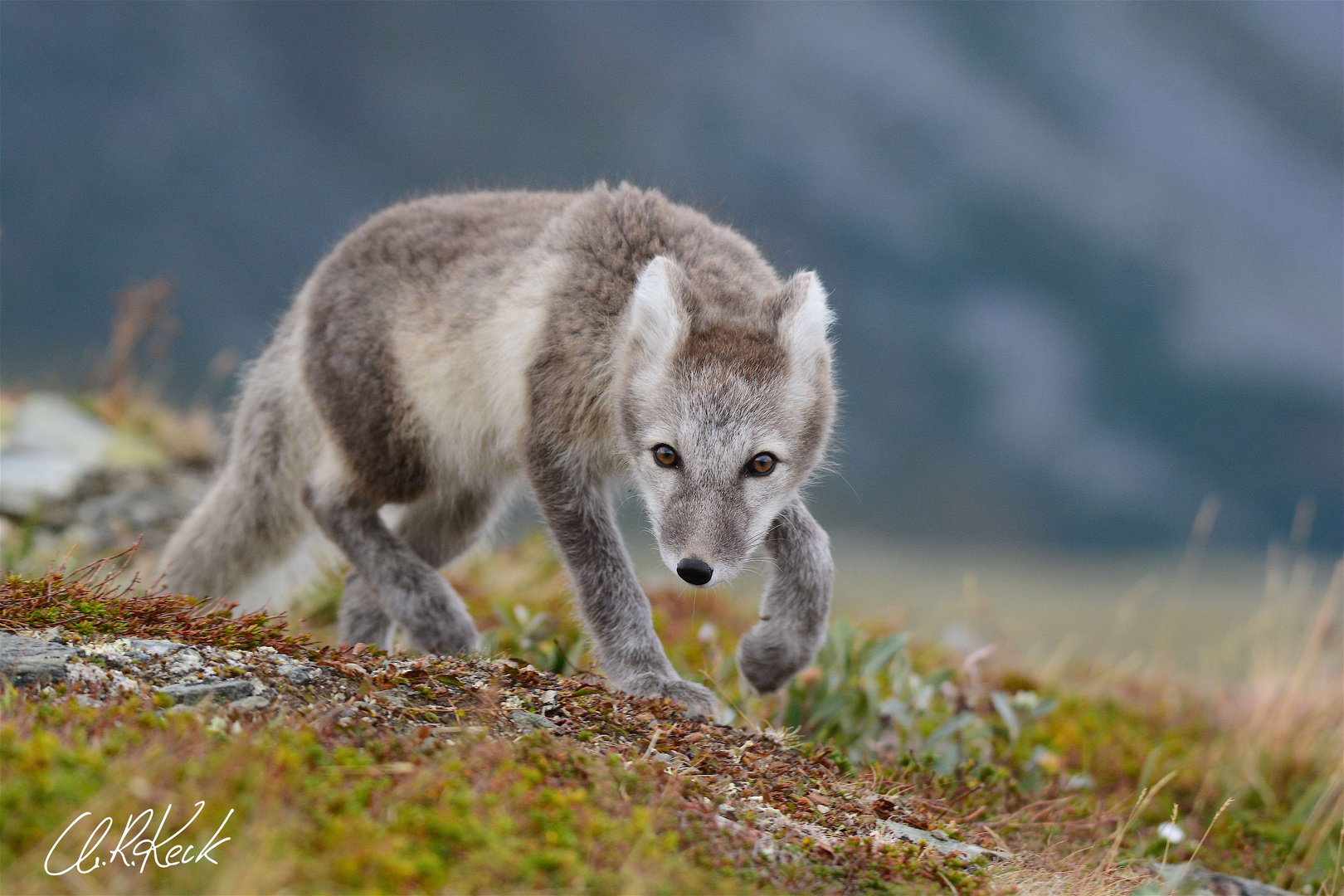 Polarfuchs Foto & Bild | tiere, wildlife, säugetiere Bilder auf ...