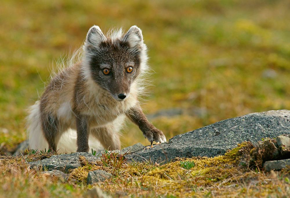 Polarfuchs Foto & Bild | europe, scandinavia, norway Bilder auf ...