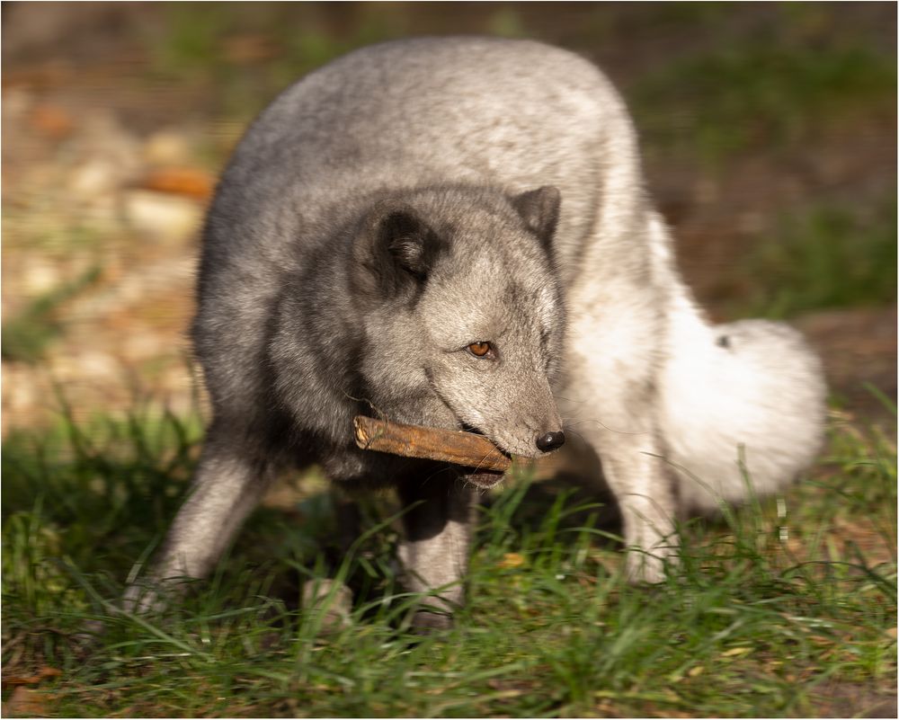 Polarfuchs Foto & Bild | deutschland, europe, niedersachsen Bilder auf ...