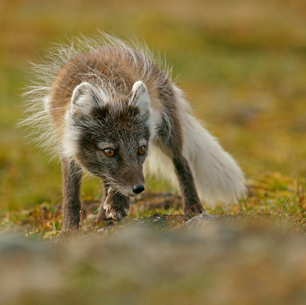 Polarfuchs Foto & Bild | world, natur, tiere Bilder auf fotocommunity