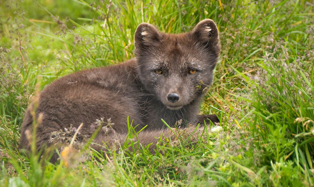 Polarfuchs Foto & Bild | europe, scandinavia, iceland Bilder auf ...