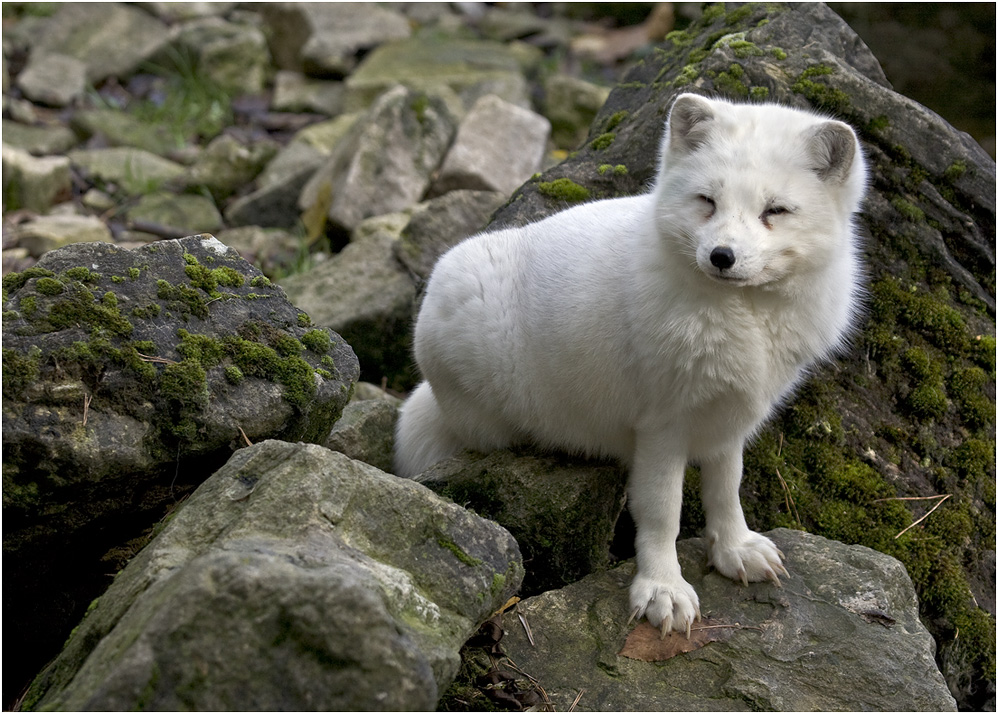 Polarfuchs Foto & Bild | tiere, zoo, wildpark & falknerei, säugetiere ...