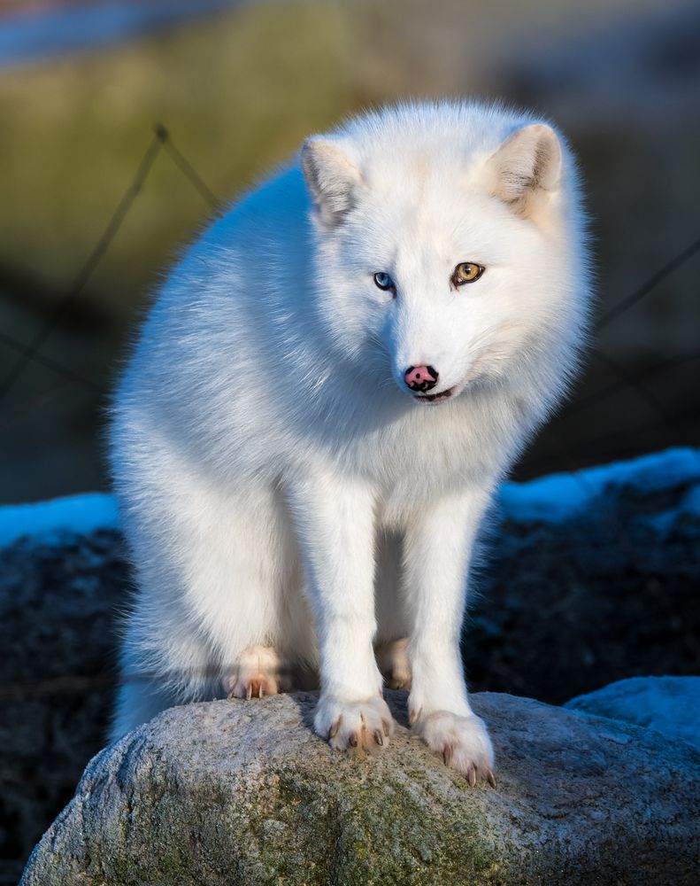 Polarfuchs Foto & Bild | natur, zoo, wildlife Bilder auf fotocommunity