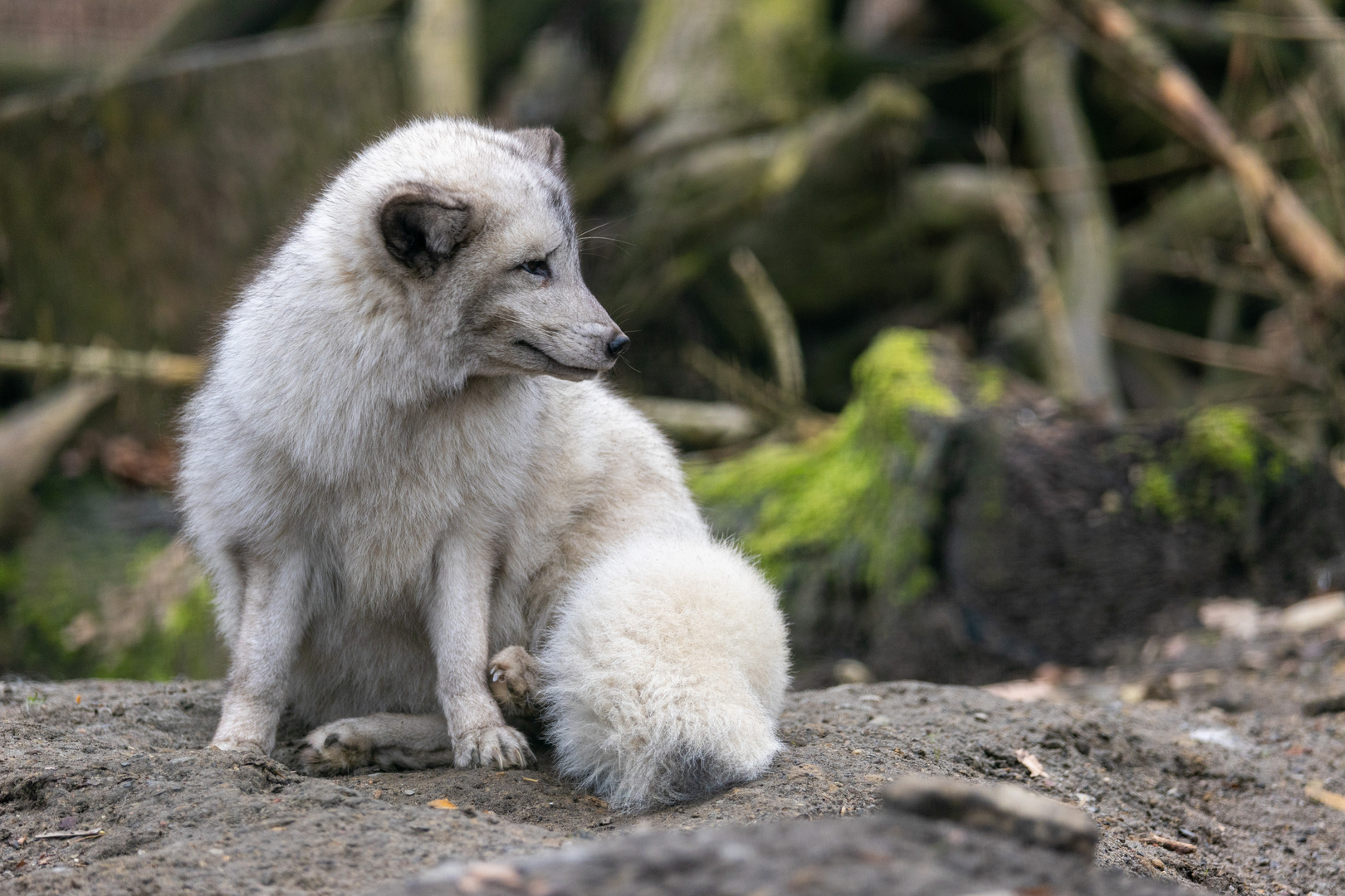 Polarfuchs Foto & Bild | tiere, zoo, wildpark & falknerei, säugetiere ...